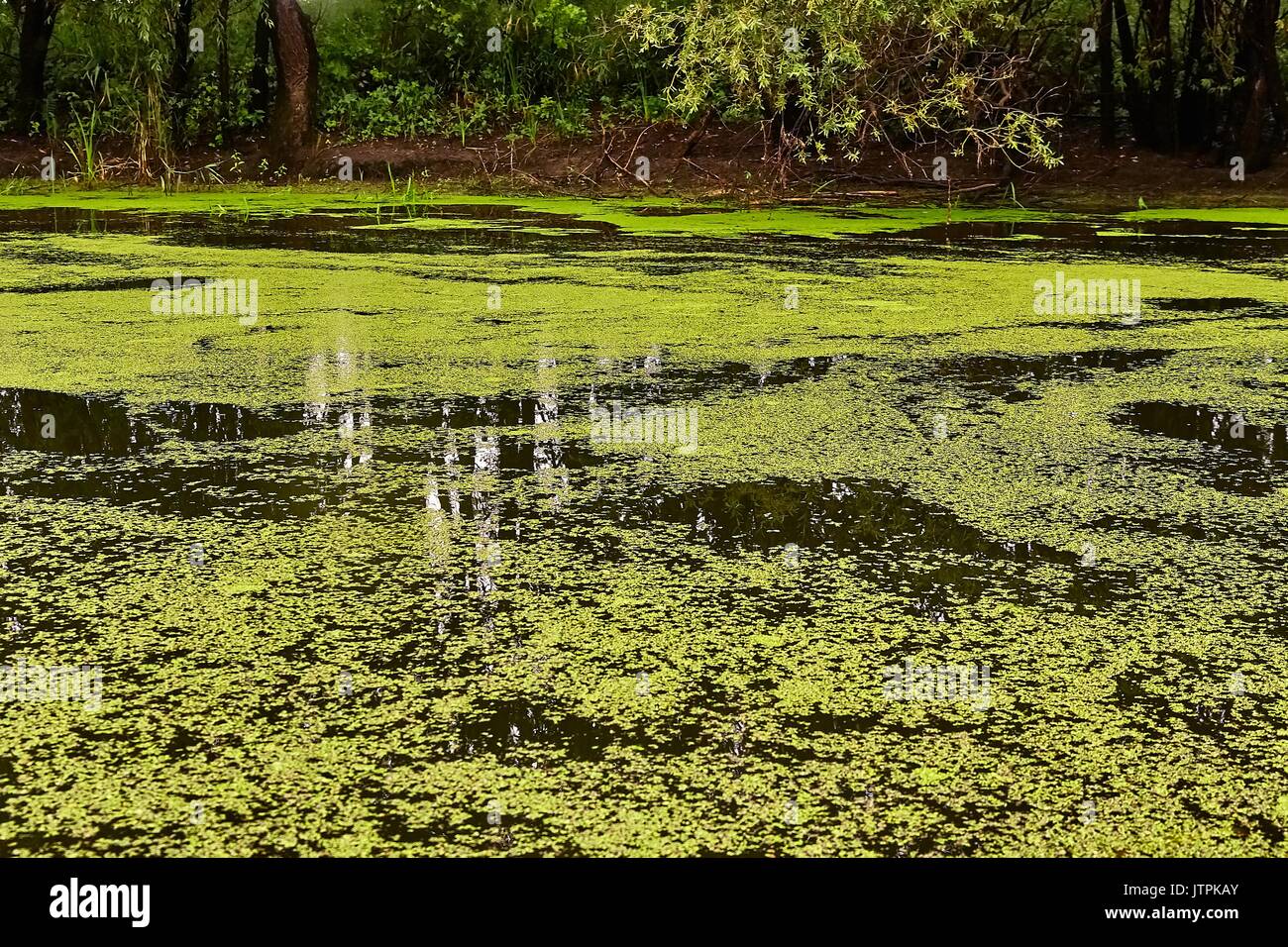 Calm lake surface with plants Stock Photo - Alamy