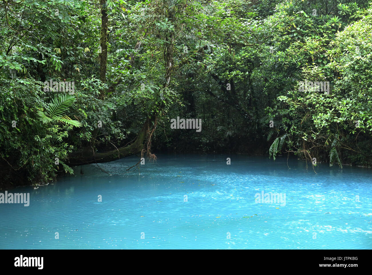 Rainforest and a blue River in Costa Rica Stock Photo - Alamy