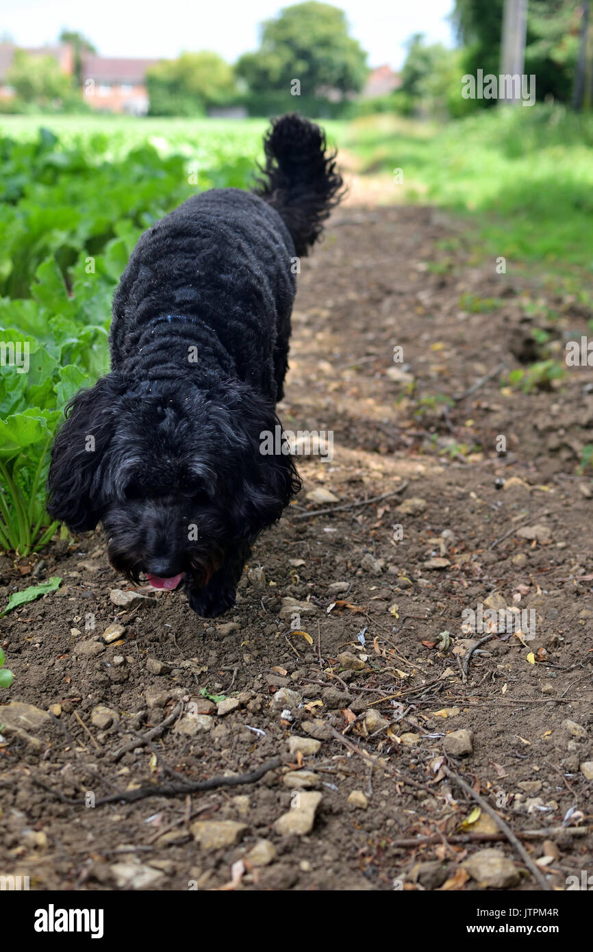 Black cockapoo hi-res stock photography and images - Alamy