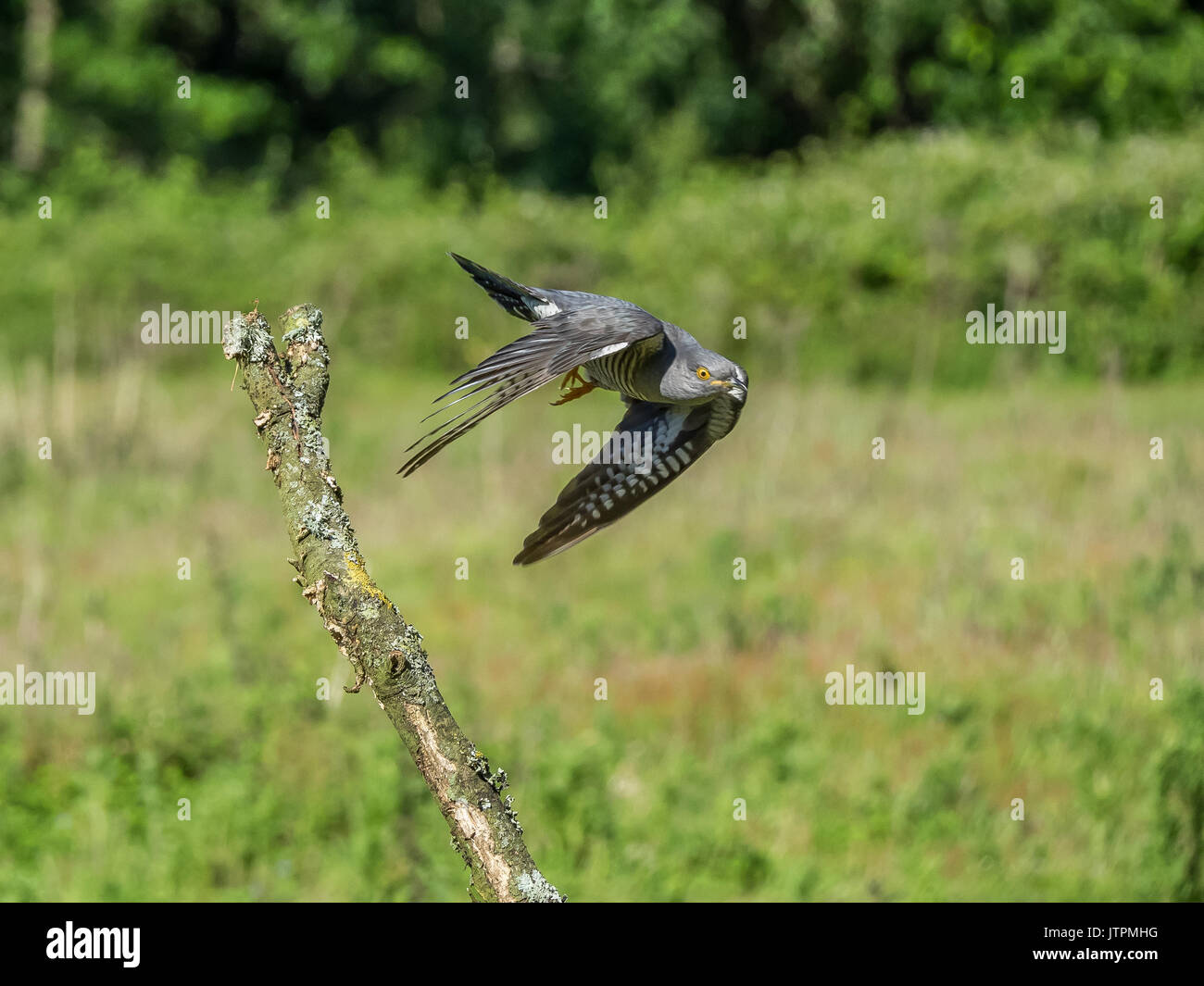 Thursley common cuckoo flight shot hi-res stock photography and images ...