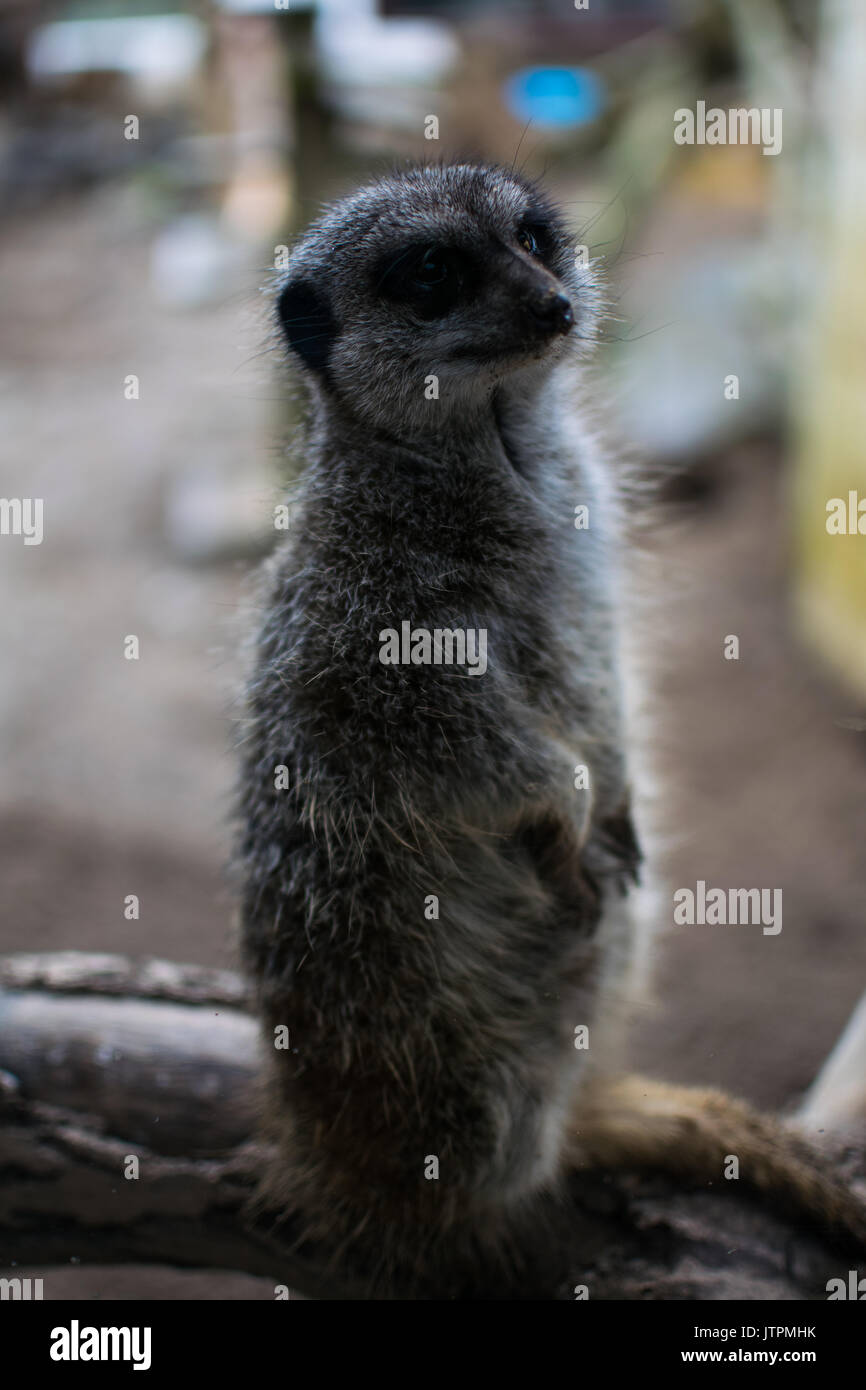 Single meerkat hi-res stock photography and images - Alamy