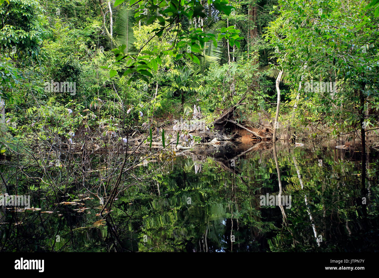 Flooded Area in the Amazon Rainforest, Brazil Stock Photo - Alamy