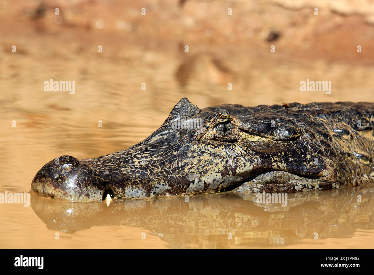 White caiman hi-res stock photography and images - Alamy