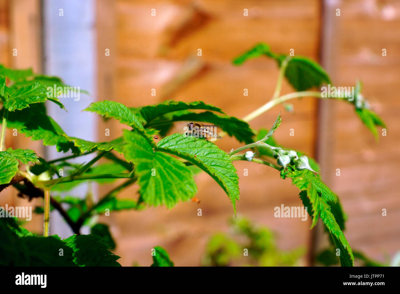 Currant fruit fly hi-res stock photography and images - Alamy