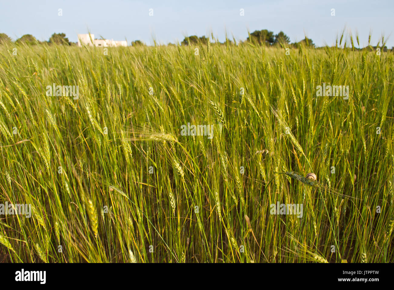 Grasses wheat hi-res stock photography and images - Alamy