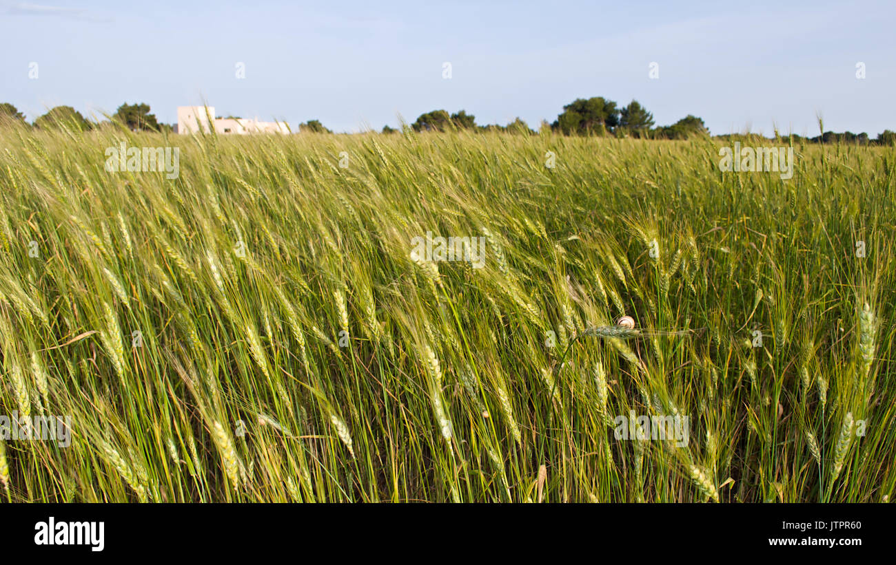 Grasses wheat hi-res stock photography and images - Alamy