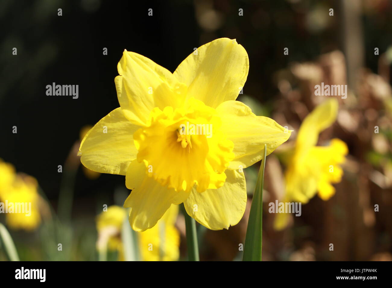 Close up daffodil flower stem hi-res stock photography and images - Alamy
