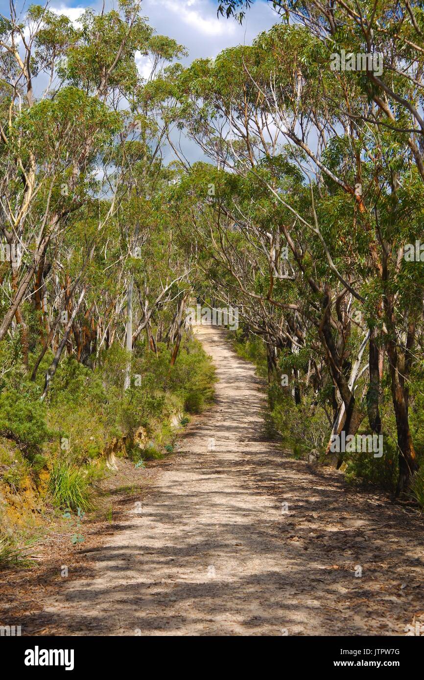 Deep in the australian forest hi-res stock photography and images - Alamy