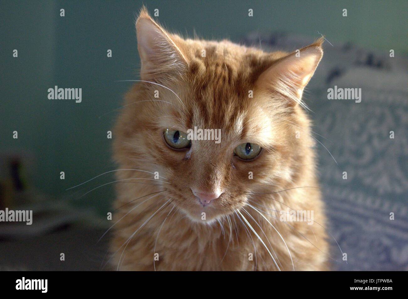 Taco The Cat, Warily Watching Me Stock Photo - Alamy