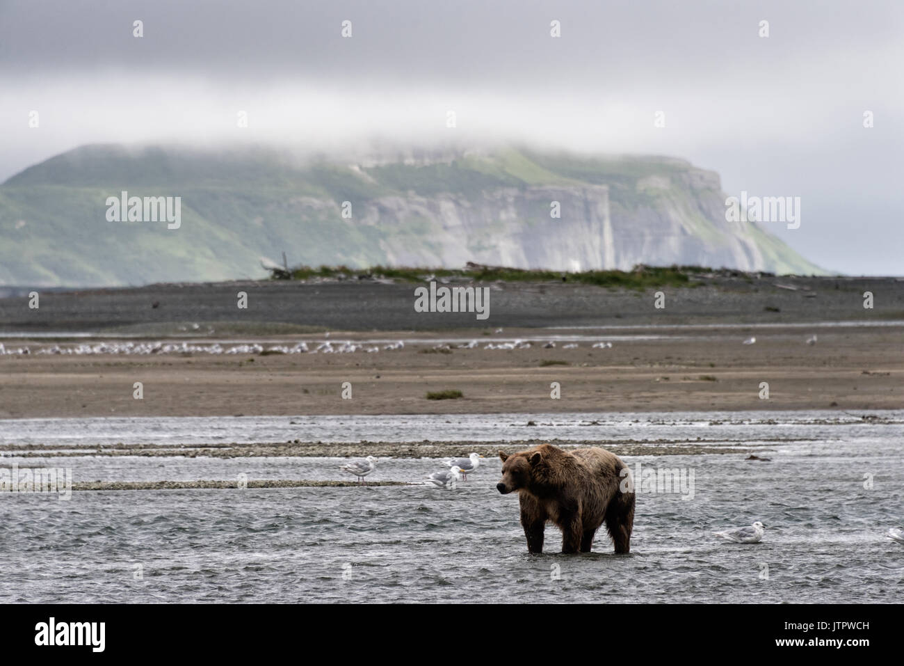 A large adult brown bear boar looks for fish at the McNeil River State ...