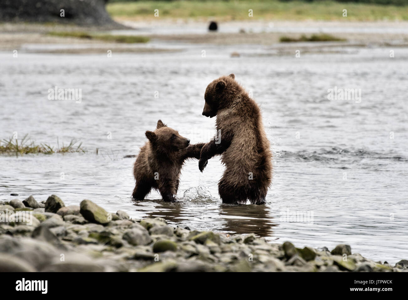 Brown bear spring cubs play together at the McNeil River State Game ...