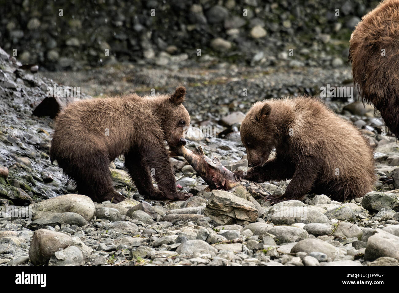 Brown bear spring cubs learn to eat salmon as they wean at the McNeil ...