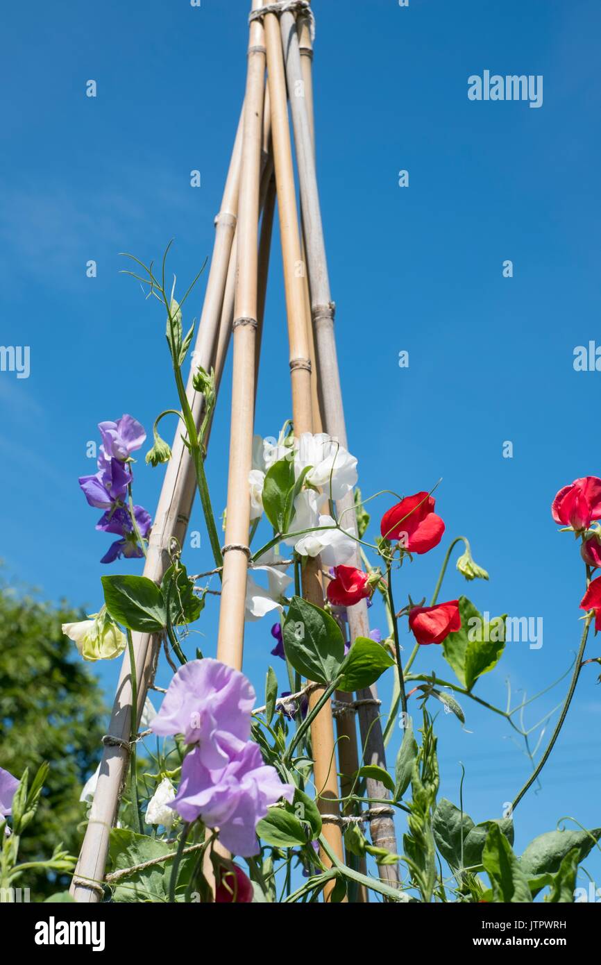 Pea wigwam hi-res stock photography and images - Alamy