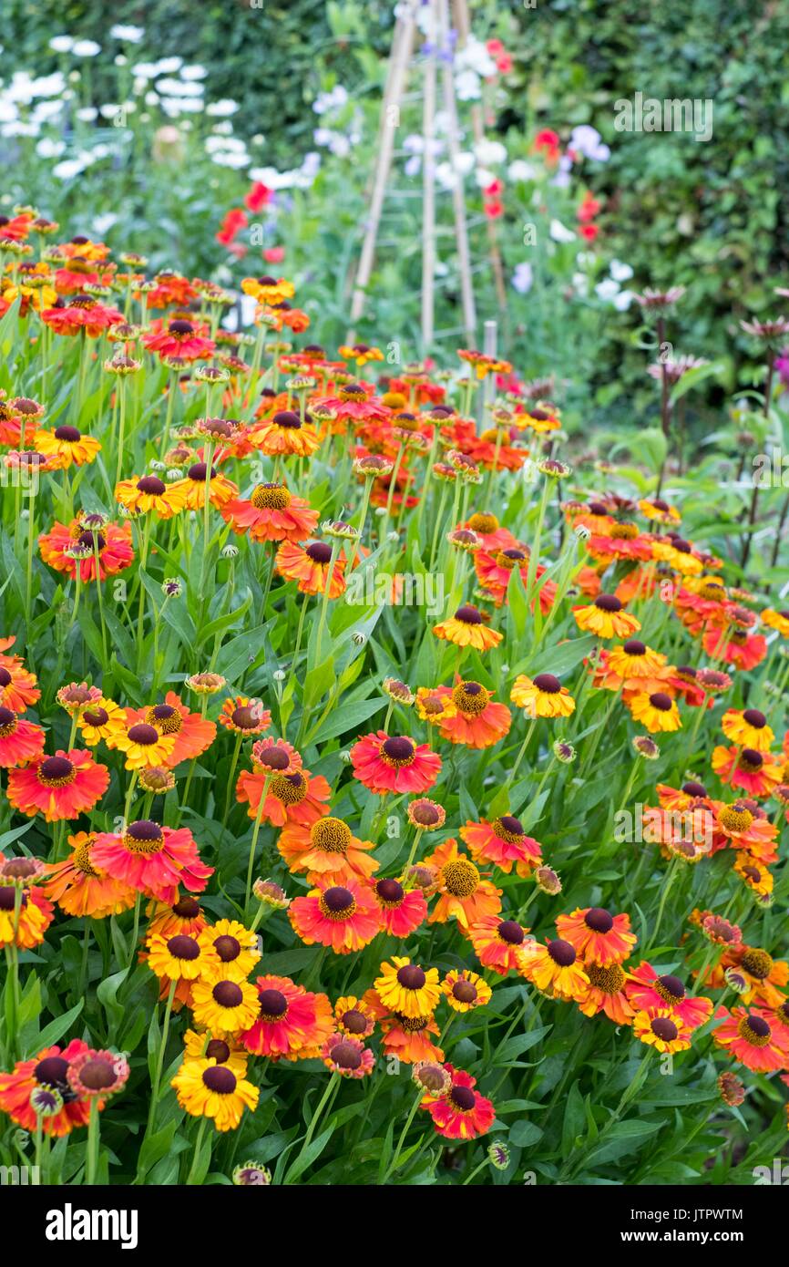 Helenium 'Sahin's Early Flowerer' Stock Photo - Alamy