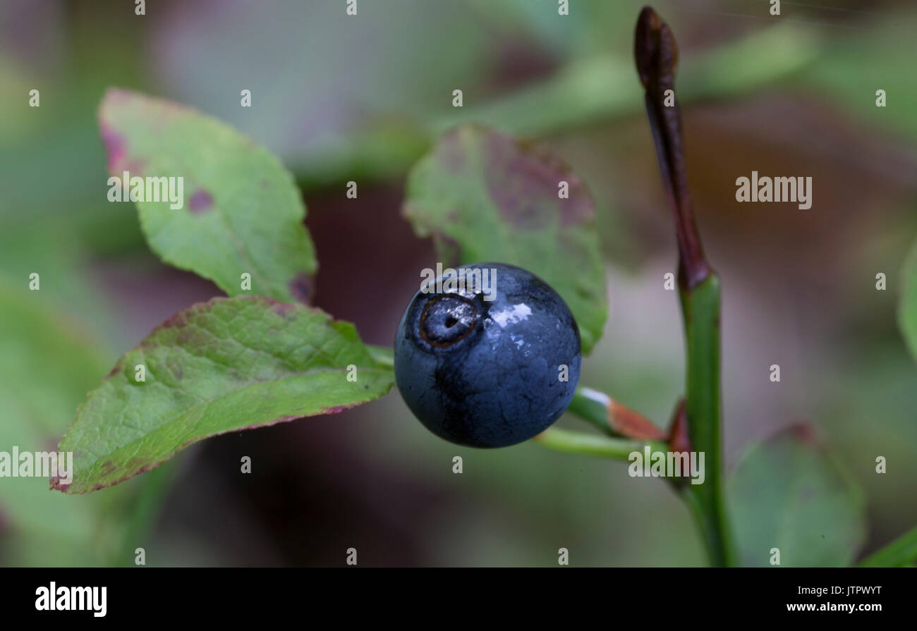 Wet blueberry hi-res stock photography and images - Alamy