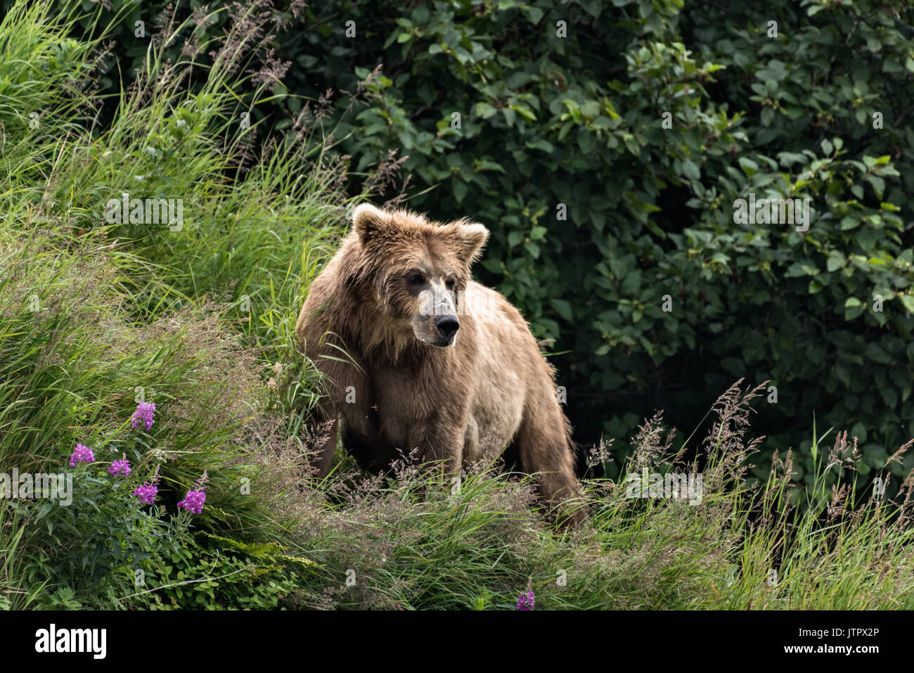 A brown bear sow known as Simba keeps a watchful eye out for her spring ...