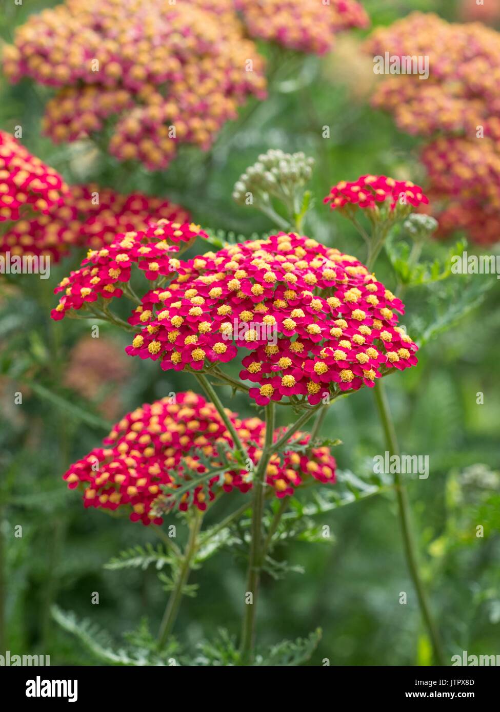 Achillea paprika hi-res stock photography and images - Alamy
