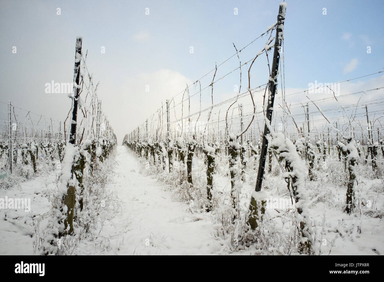 Vineyards winter hi-res stock photography and images - Alamy