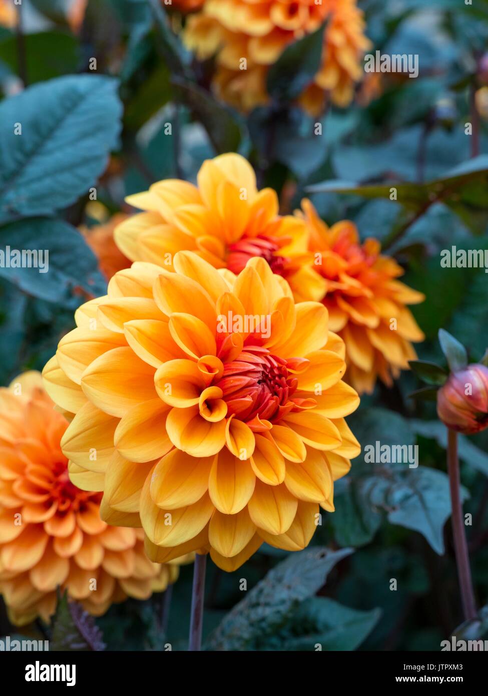 Dahlia 'David Howard' Stock Photo - Alamy