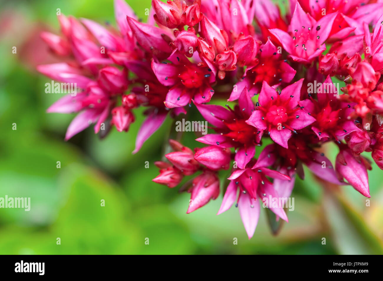 Bright red summer flowers, natural background photo with soft selective ...