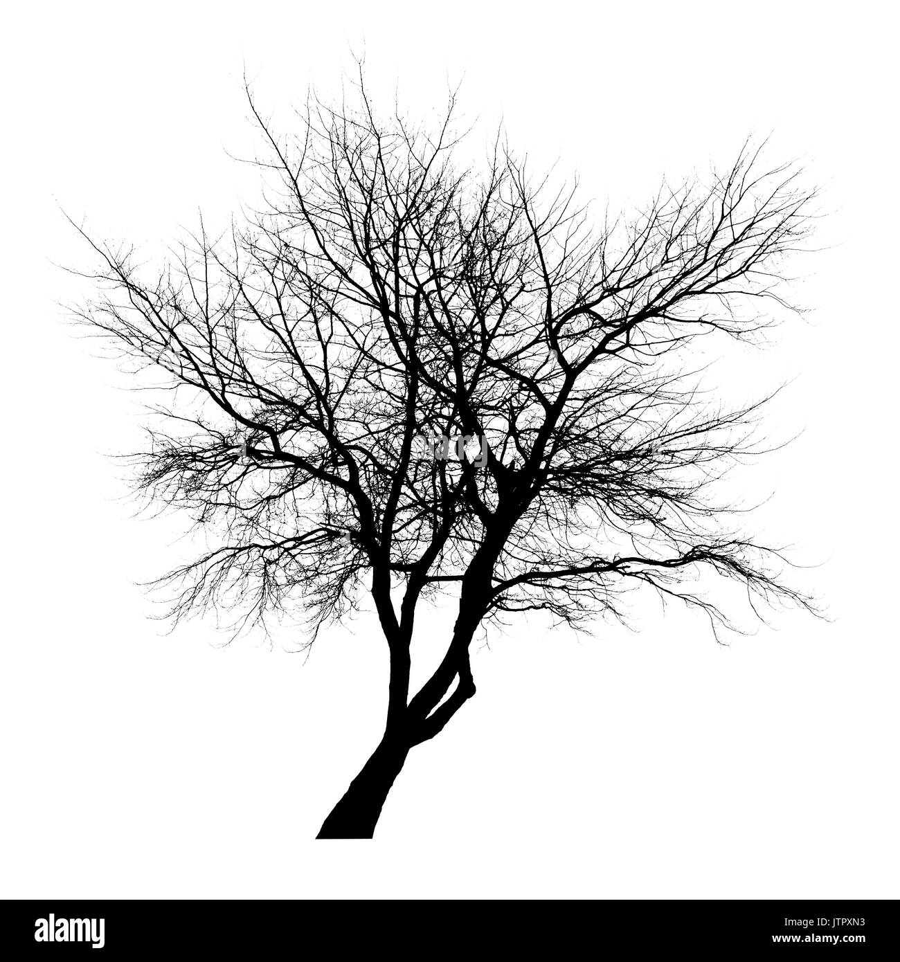 Leafless bare tree silhouette isolated on white background. Stylized ...