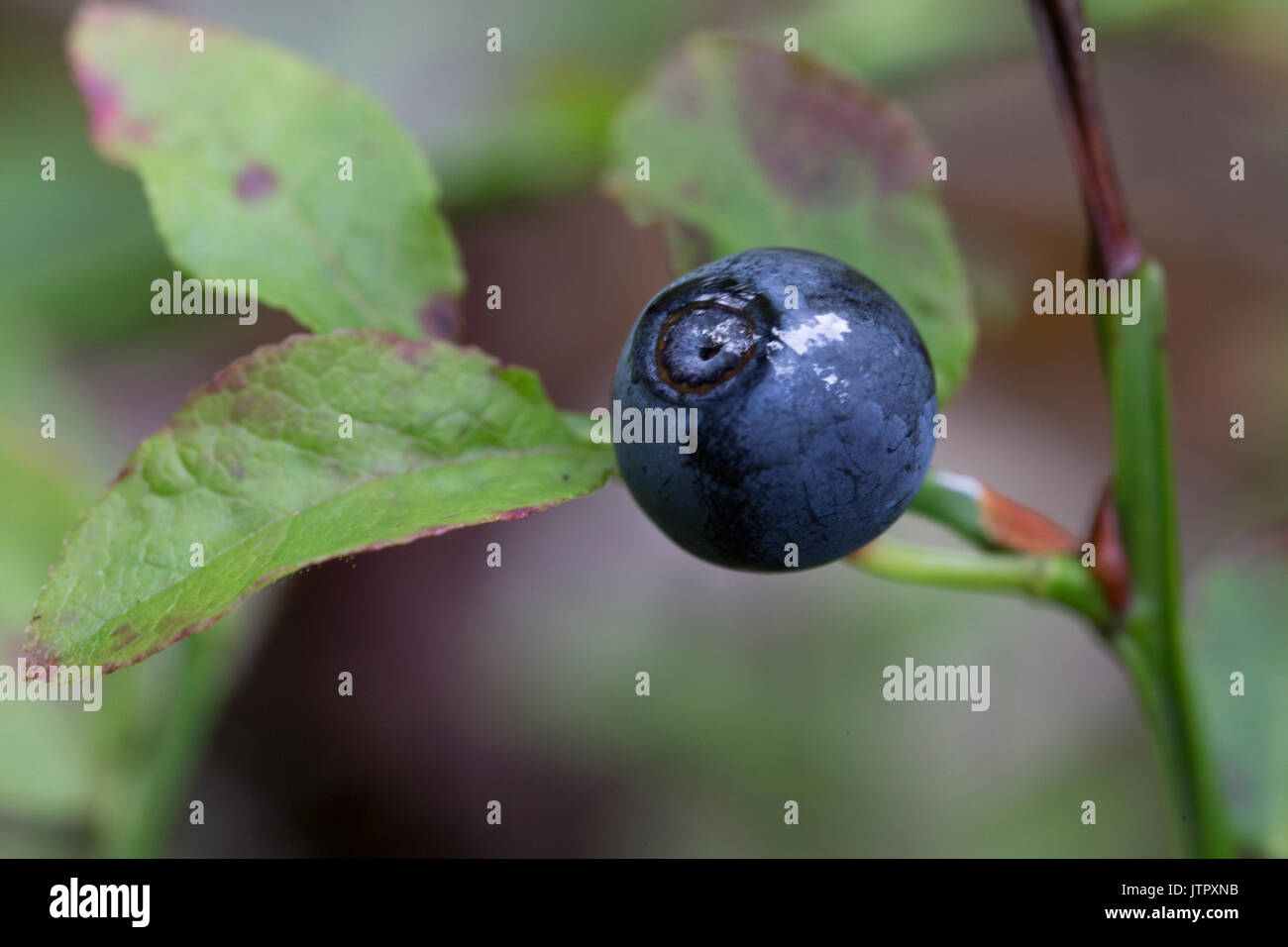 Wet blueberry hi-res stock photography and images - Alamy