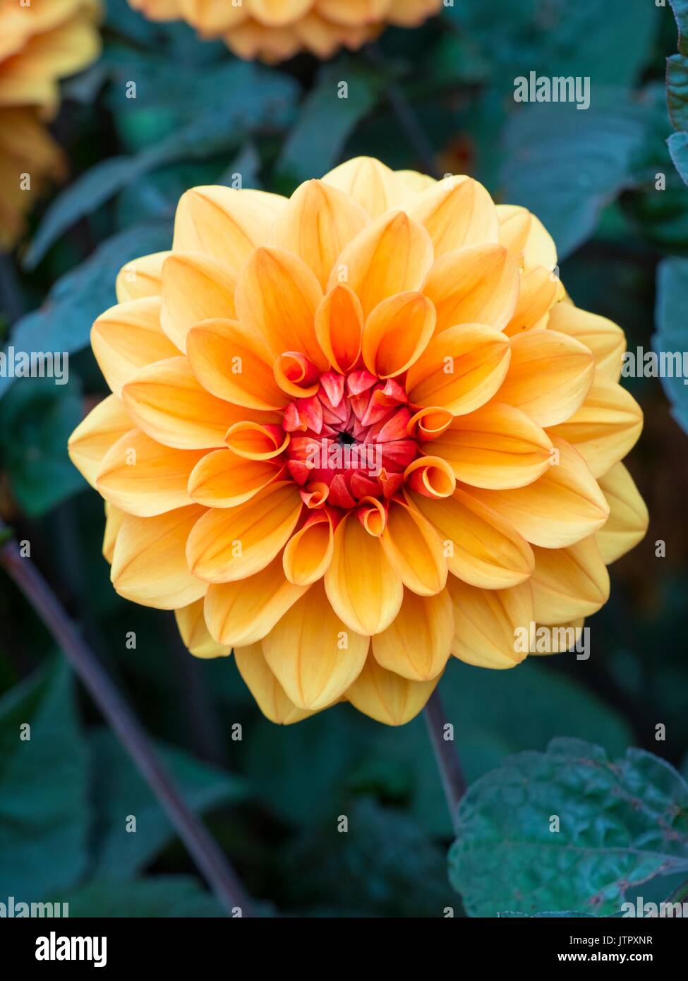 Dahlia 'David Howard' Stock Photo - Alamy