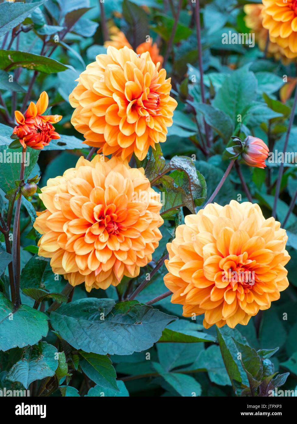 Dahlia 'David Howard' Stock Photo - Alamy