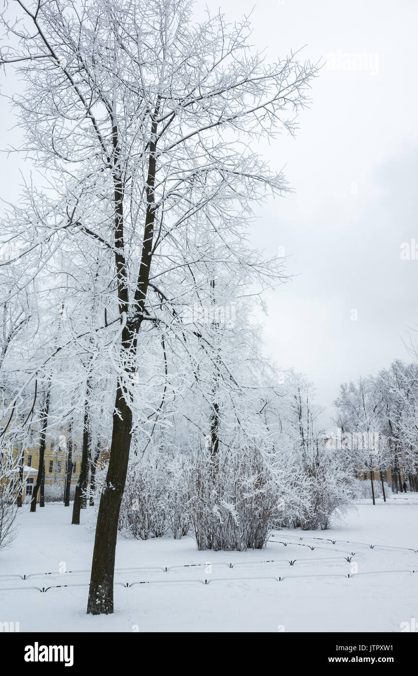 Trees covered with snow and frost in winter park. Vertical background ...