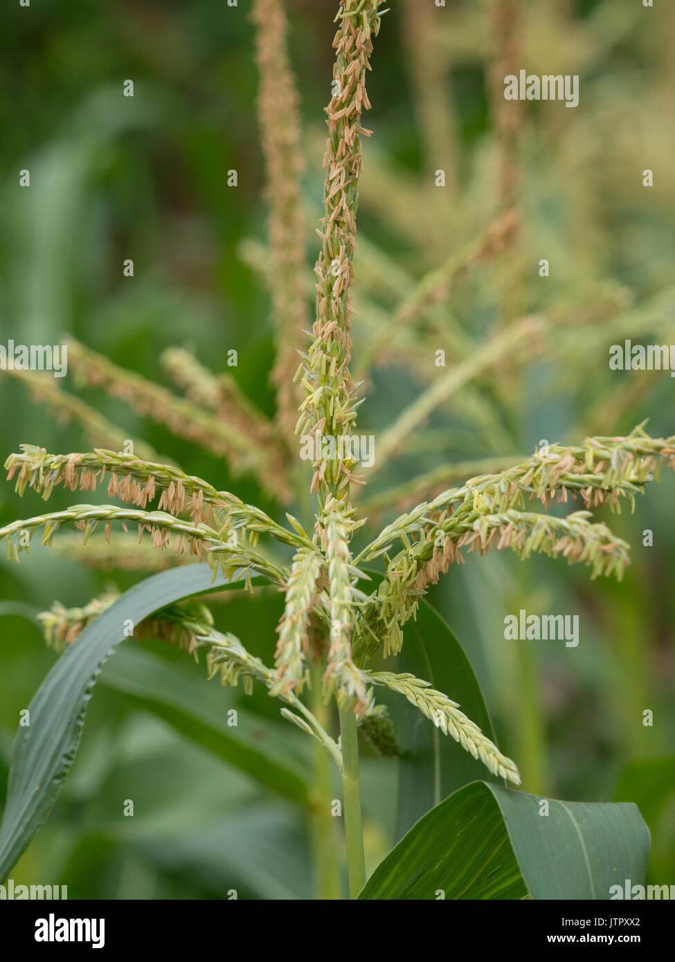 Tassel zea mays hi-res stock photography and images - Alamy