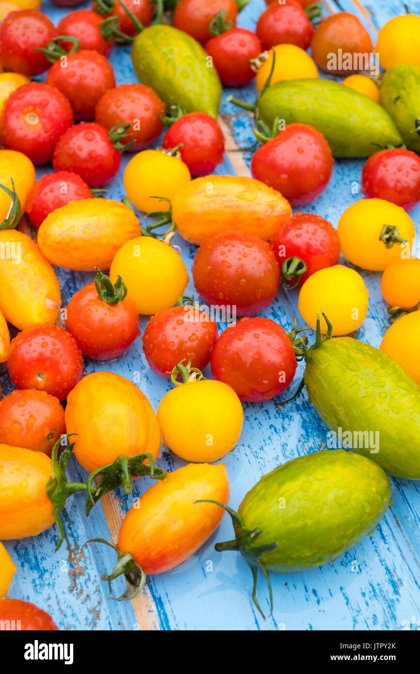 Tomatoes, Solanum lycopersicum, 'Suncherry Smile', 'Green Tiger ...