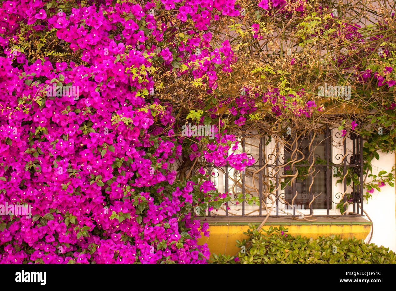 Window. Beautiful pink flowers and window. Puerto Banus, Marbella ...