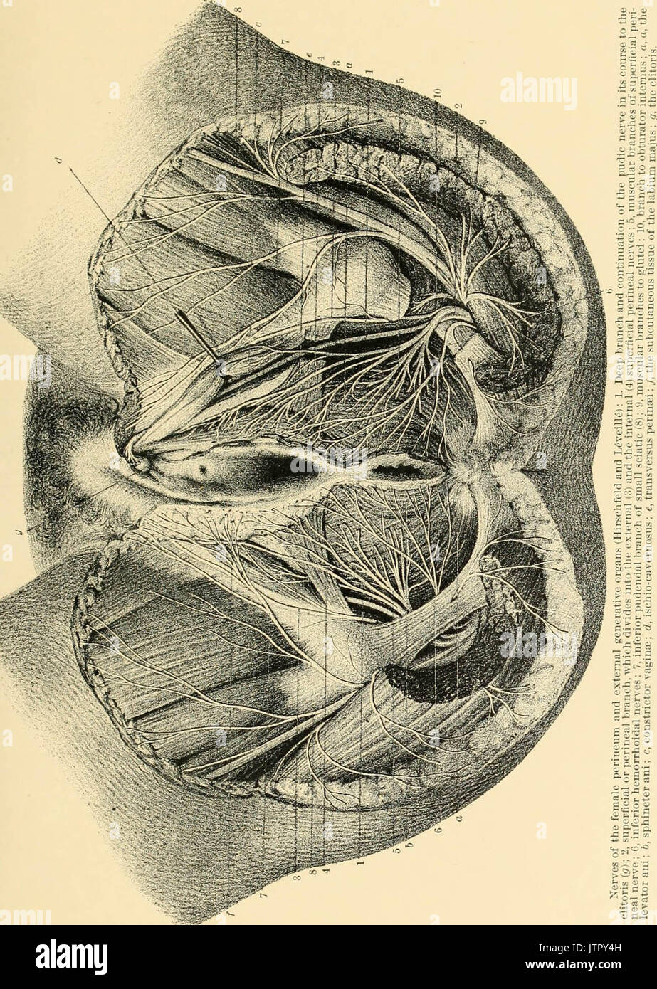 Obstetrics vintage hi-res stock photography and images - Alamy