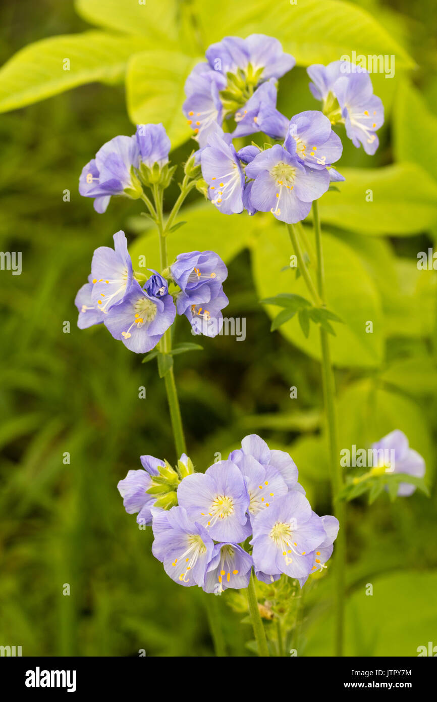Pale blue summer flowers of the hardy perennial, Polemonium 'Northern ...