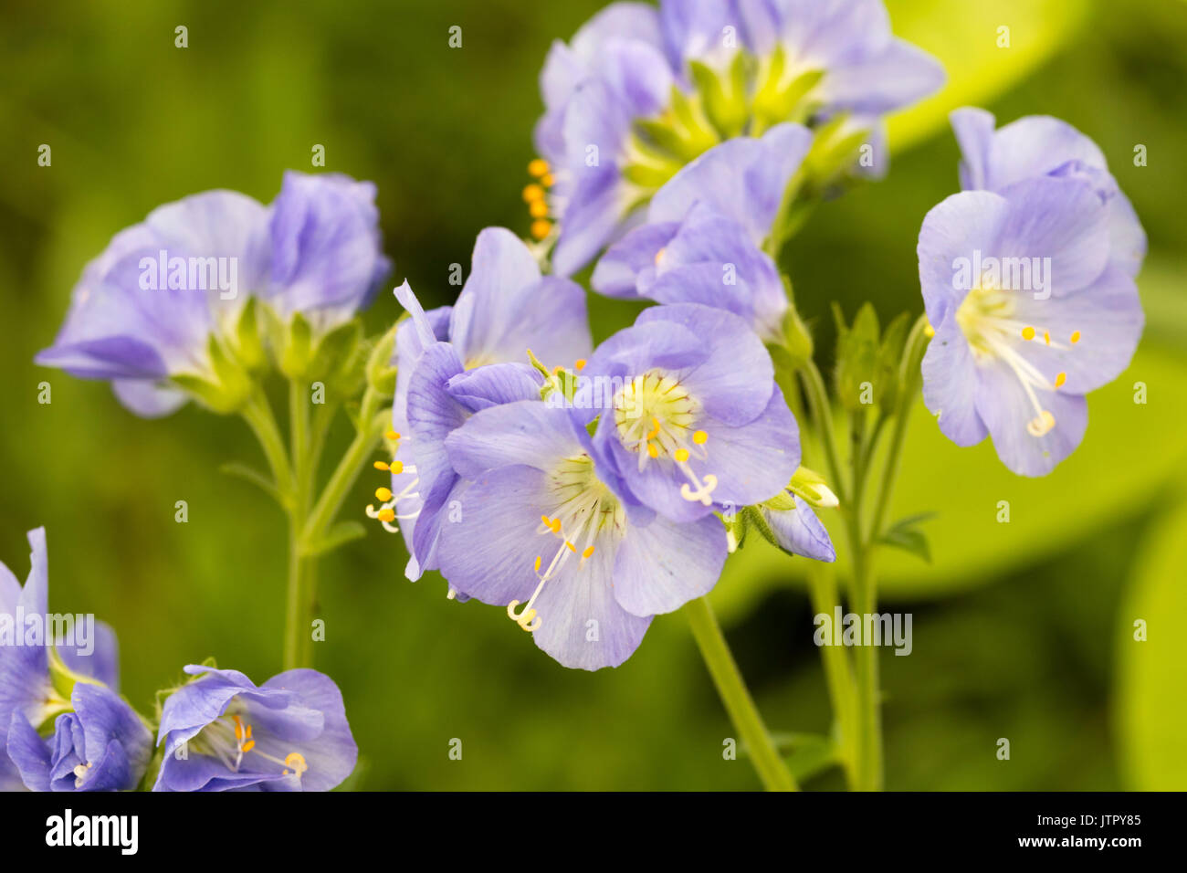 Pale blue summer flowers of the hardy perennial, Polemonium 'Northern ...