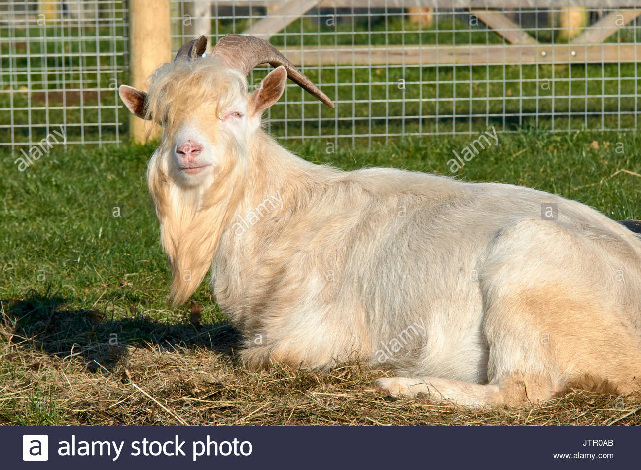 Goat Laying Down High Resolution Stock Photography and Images - Alamy