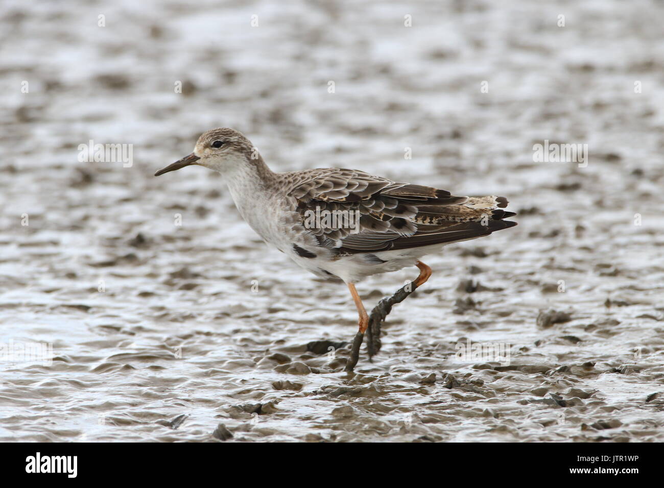 Ruff males hi-res stock photography and images - Alamy
