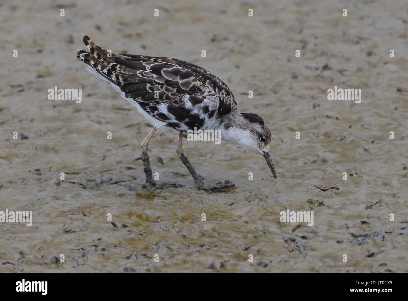 Ruff males hi-res stock photography and images - Alamy