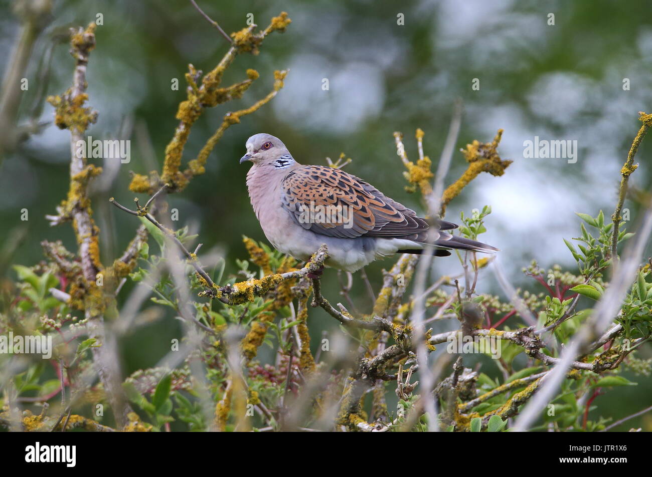 Turtle dove streptopelia turtur norfolk hi-res stock photography and ...