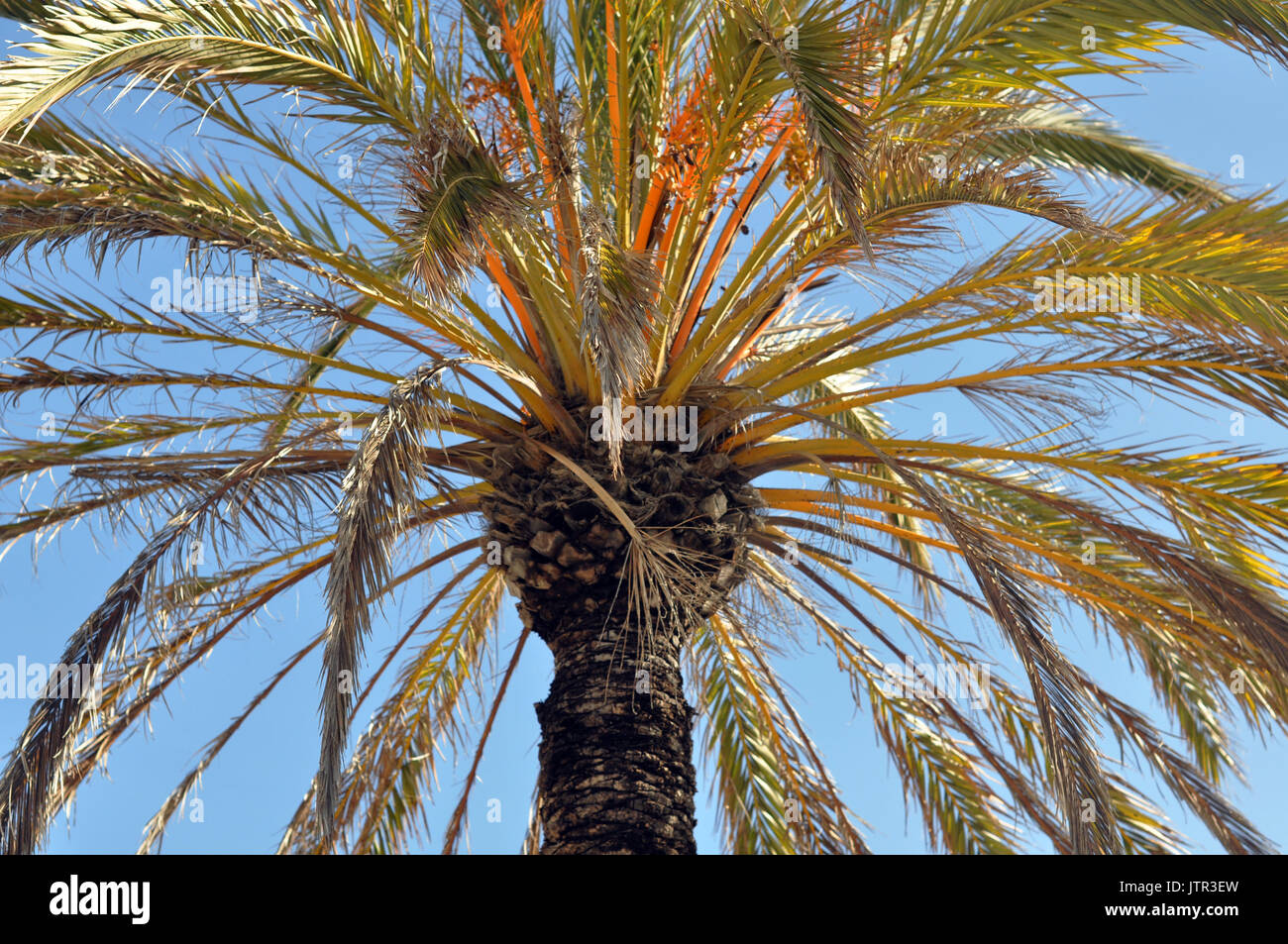The top of a palm tree hi-res stock photography and images - Alamy