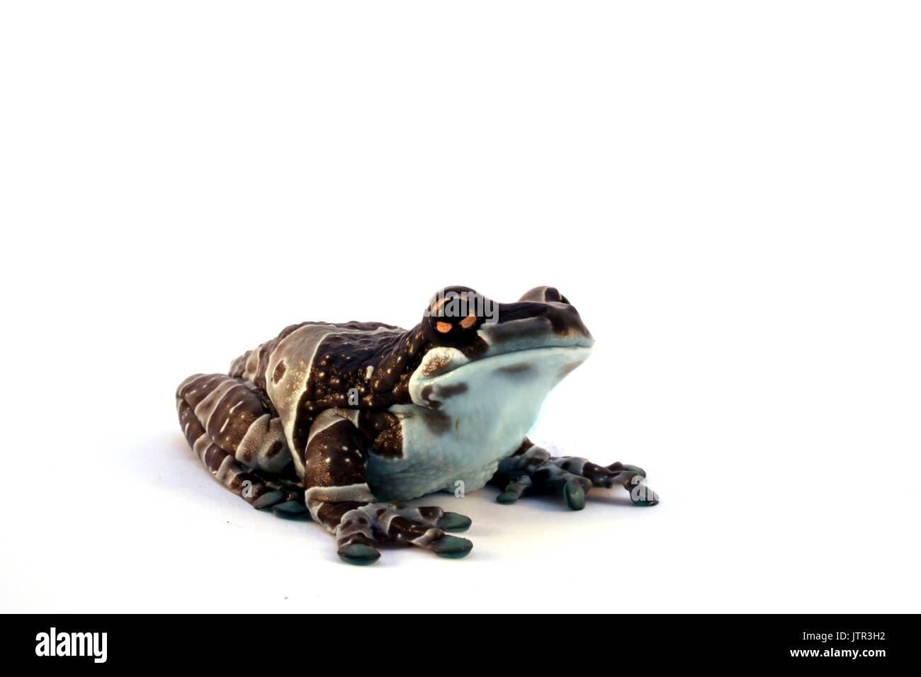 Amazon Milk Frog, Trachycephalus resinifictrix, Mission golden-eyed ...