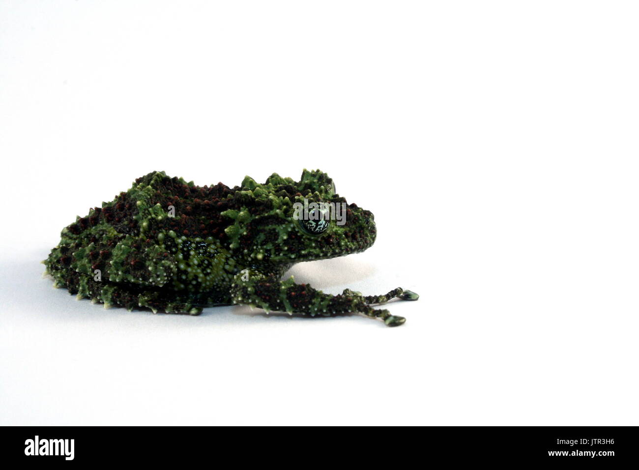 Vietnamese Mossy Frog, Therloderma corticale, on white background ...
