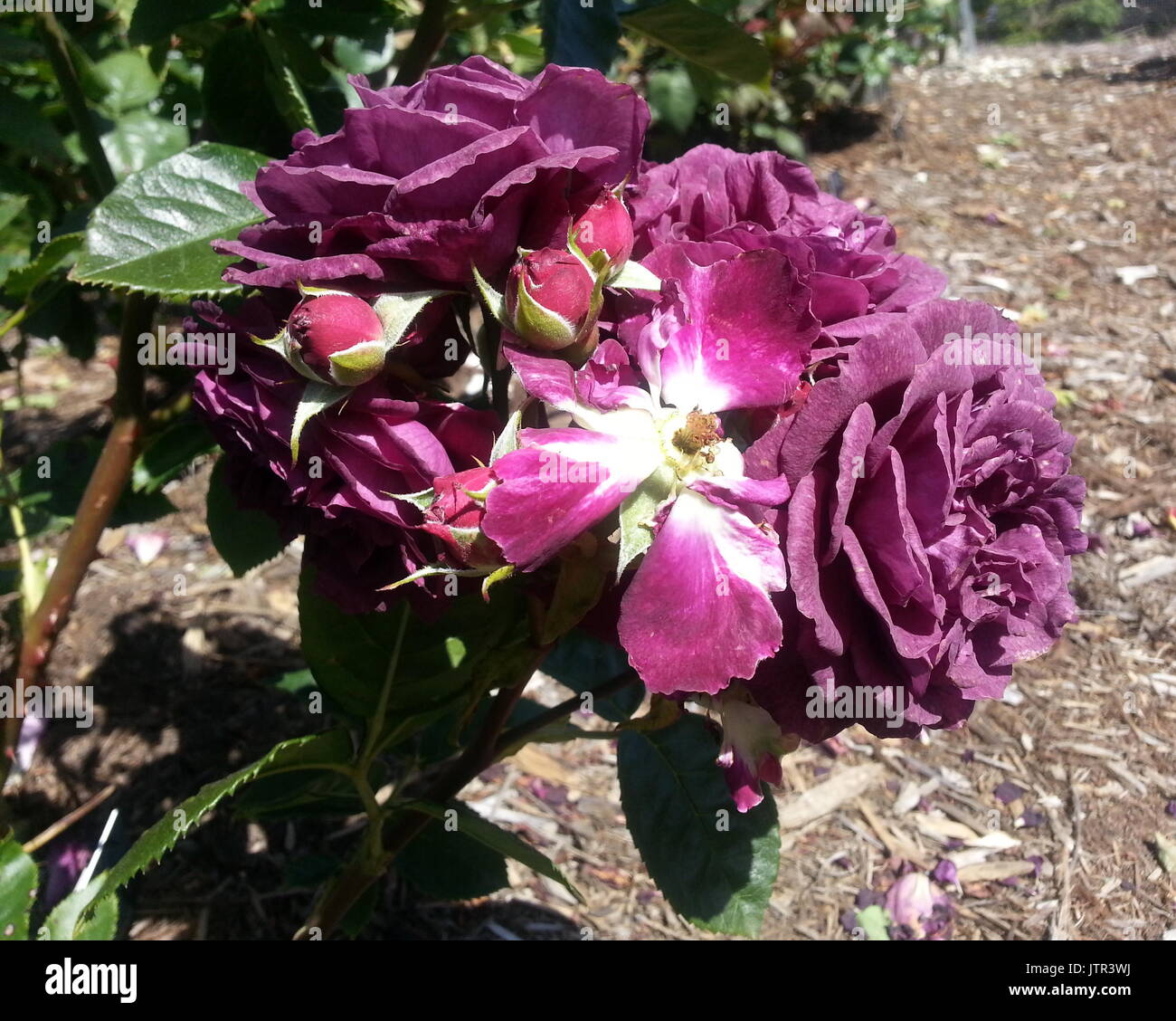 Elongate High Resolution Stock Photography and Images - Alamy