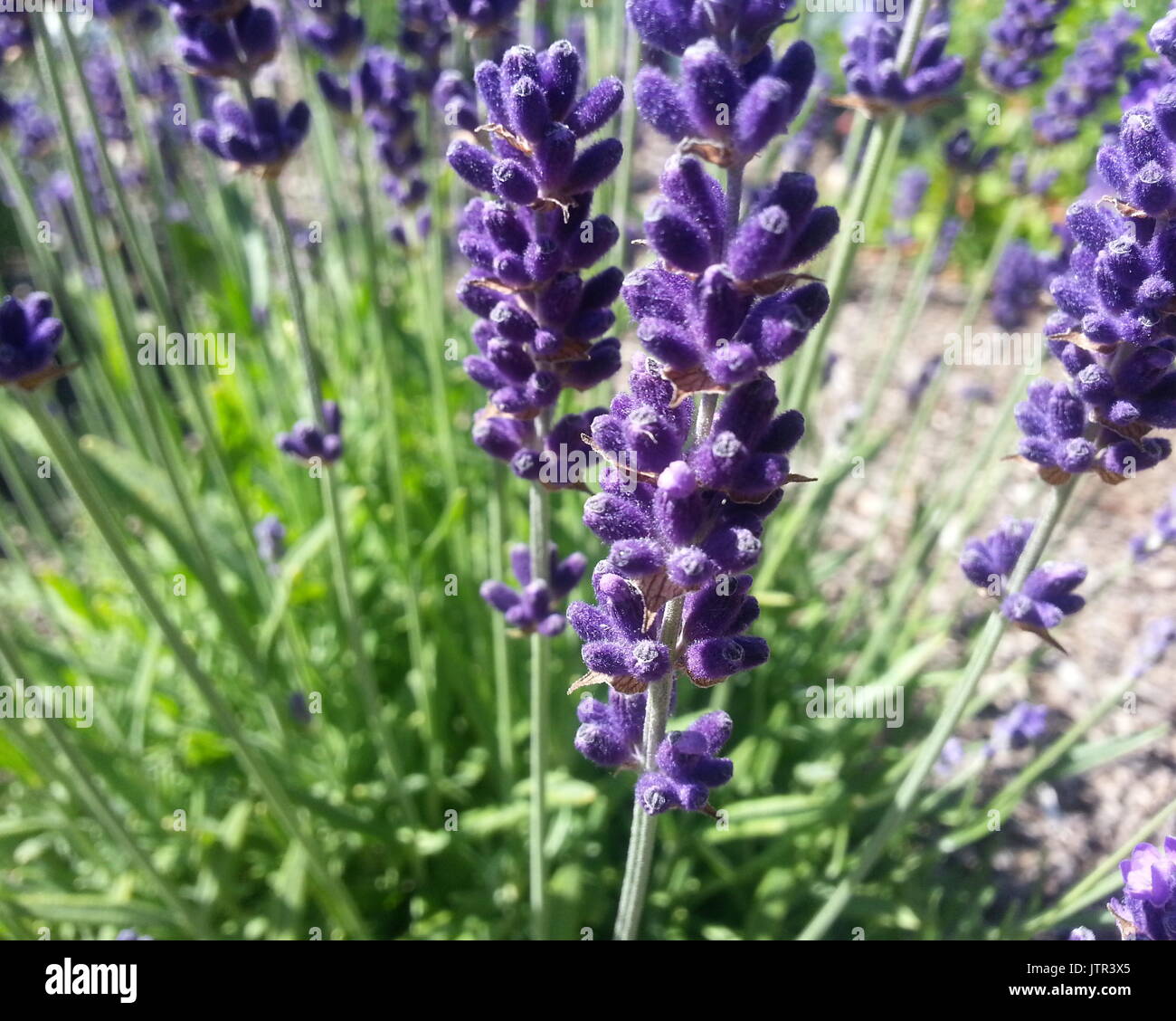 Elongate hi-res stock photography and images - Alamy