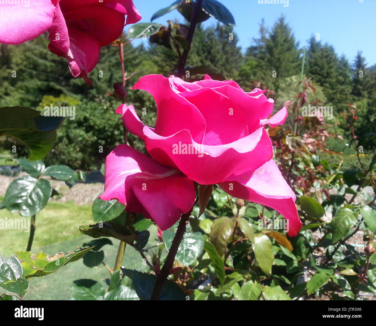 Ideal garden rose hi-res stock photography and images - Alamy