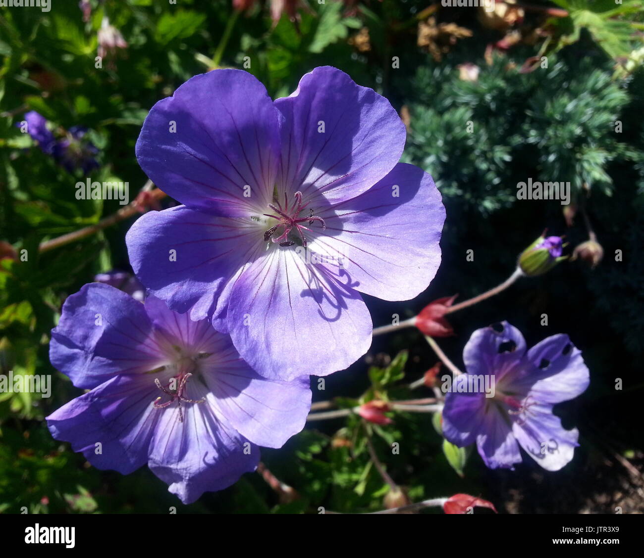 Nikko Blue Hydrangea macrophylia Stock Photo - Alamy