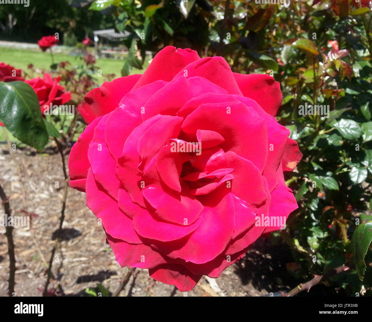 Precious Platinum Rose Stock Photo - Alamy