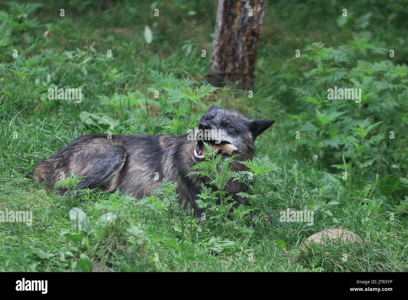 A Dark Grey Wolf, Canis lupus, chewing on a bone Stock Photo - Alamy