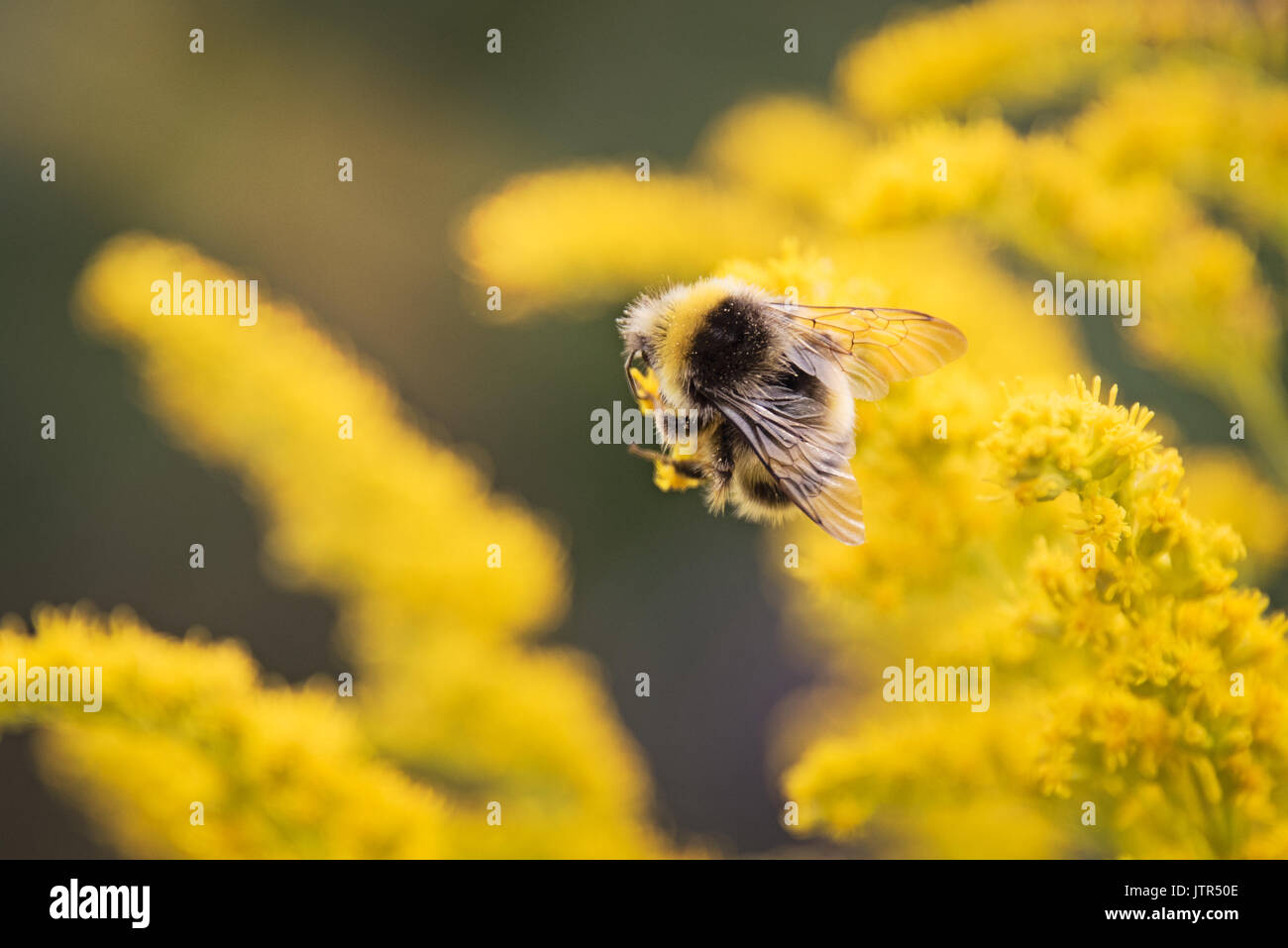 Bumblebee eating hi-res stock photography and images - Alamy