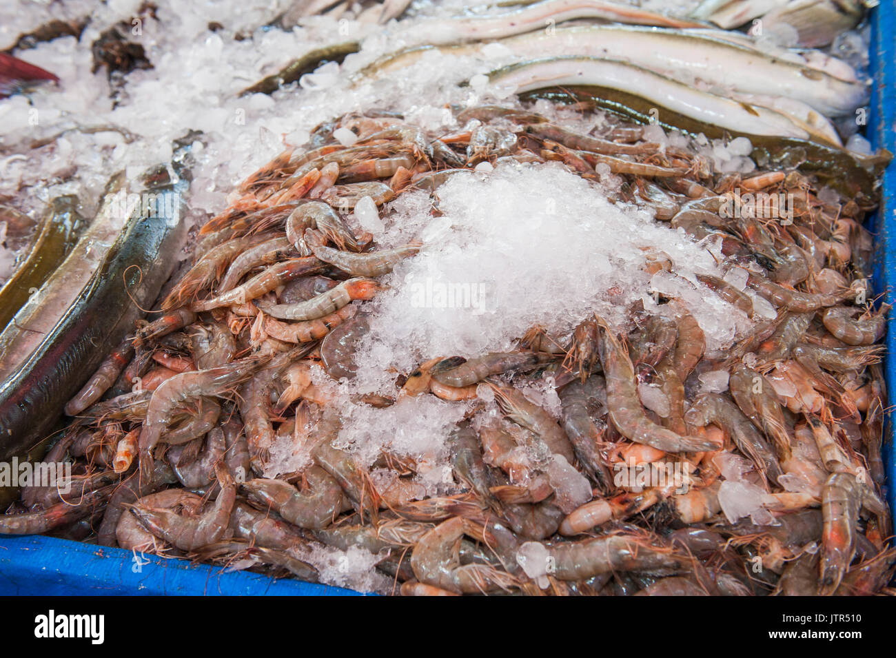 Collection of various shrimp prawns on ice display at traditional open ...
